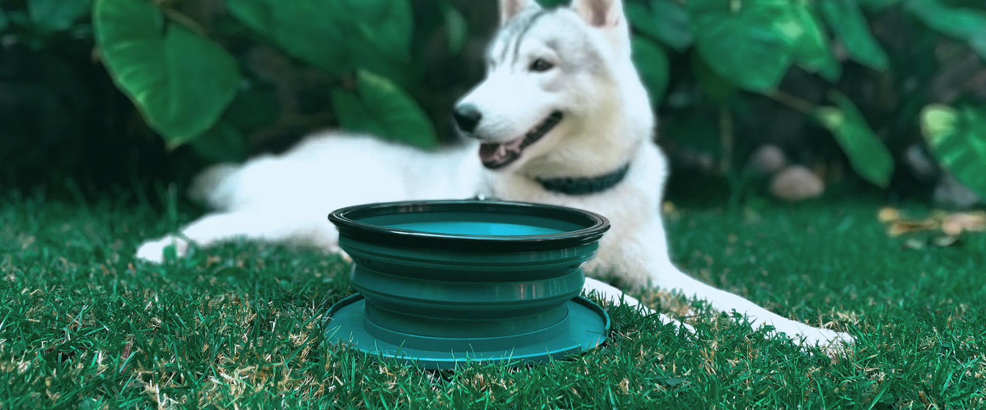 Tuff Pupper • Bowls Collection