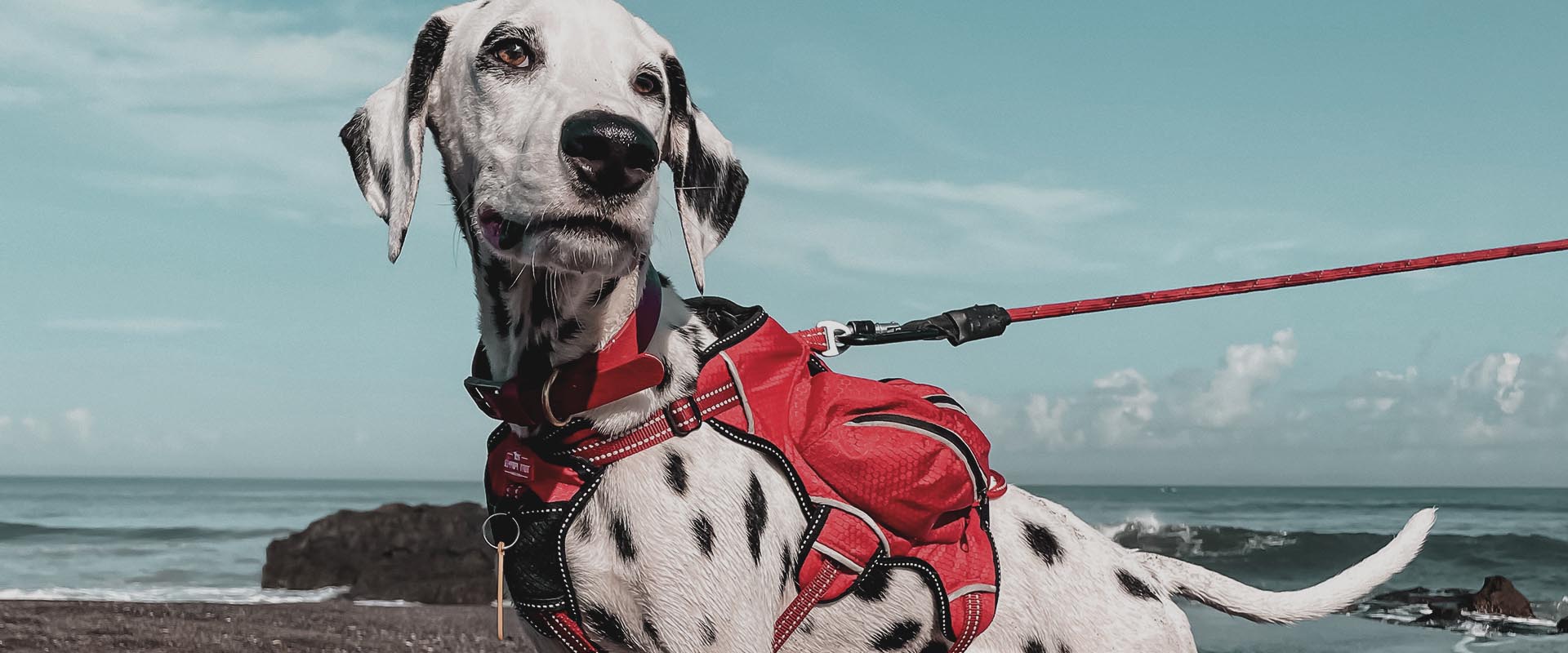 Tuff Pupper • Harnesses Collection