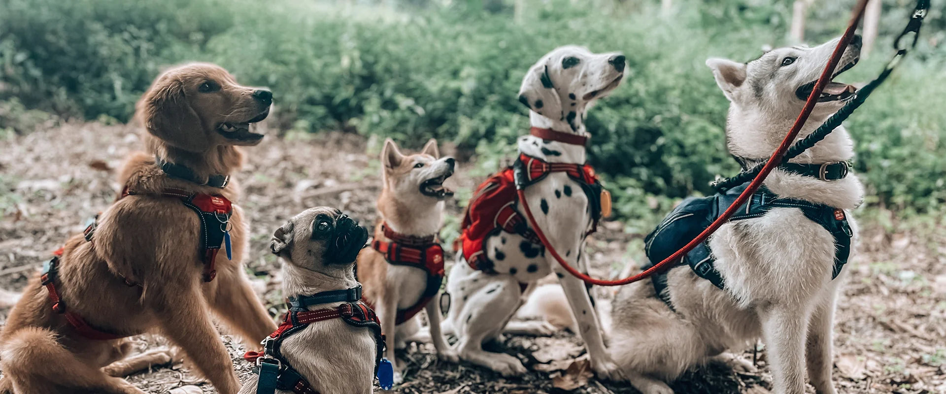 Tuff Pupper Collection